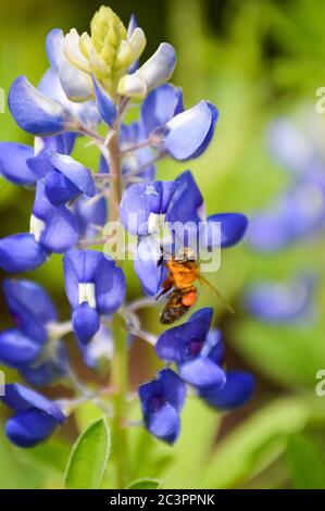 honey bee pollinating a blue bluebonnet flower Stock Photo - Alamy
