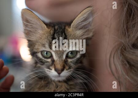 Horizontal shot of a beautiful grey and white fluffy British Longhair ...