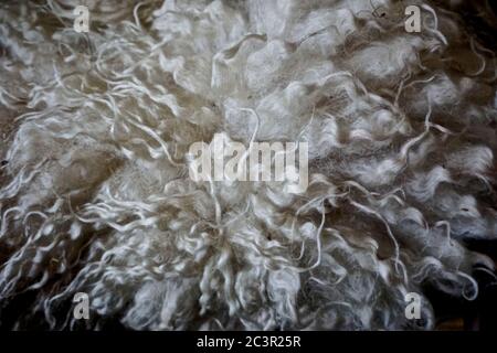 A pile of sheep wool sheared and ready for spinning and weaving Stock ...