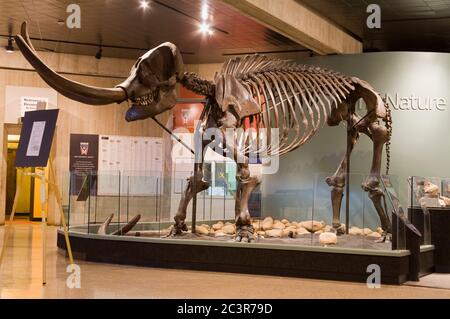 Mammoth skeleton in the Ohio Historical Center,Columbus,Ohio,USA Stock ...