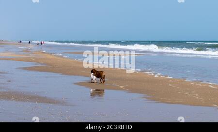 Boxers and white Guatemalan Bull Terrier playing in the beach Stock ...