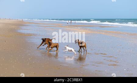 Boxers and white Guatemalan Bull Terrier playing in the beach Stock ...