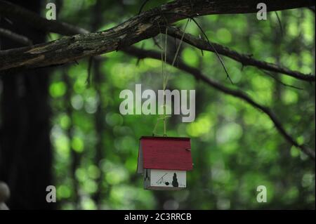 Wooden bird box nest, posed on tree in forest Stock Photo - Alamy