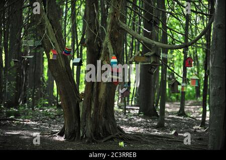 Wooden bird box nest, posed on tree in forest Stock Photo - Alamy