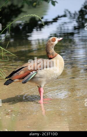 Egyptian geese in the Netherlands Stock Photo - Alamy