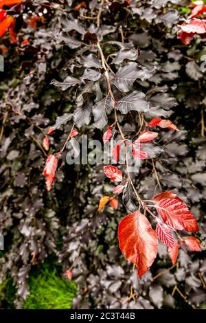 European beech or purple beech. Copper beech (Fagus sylvatica purpurea ...