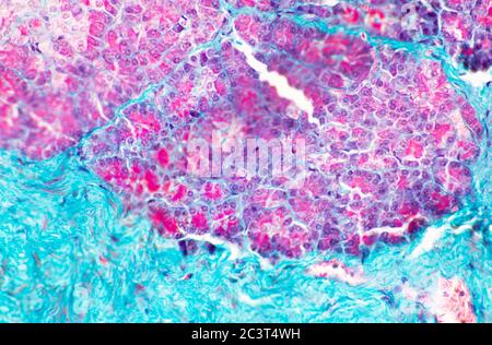 Pancreas, stained thin section, microscope view Stock Photo - Alamy