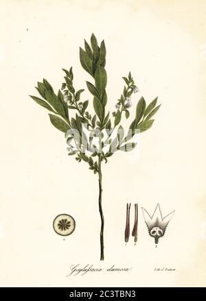 Dwarf huckleberry, bush huckleberry or gopherberry, Gaylussacia dumosa ...