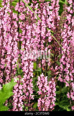 Flowering Pink Salvia in full bloom. Variety Salvia pink pong Stock ...