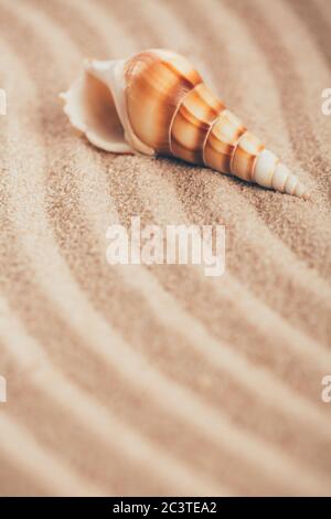 Long seashell lie on the dunes. Top view Stock Photo - Alamy