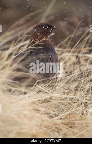 A female red grouse sits camouflage amongst heather in the Highlands of ...