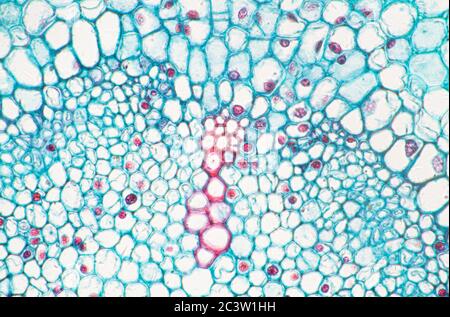 Vicia faba root cross section, microscope view Stock Photo - Alamy