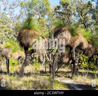 Australia, WA, Grass trees (Xanthorrhoea) in the sterling range ...