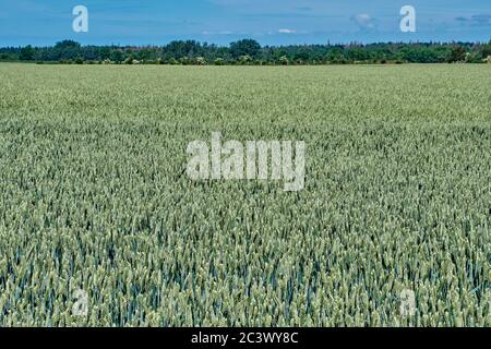Field of ripening winter rye on a sunny summer day Stock Photo - Alamy
