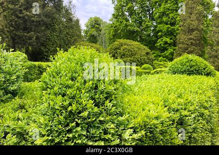 decorative evergreen trees for landscaping Stock Photo - Alamy