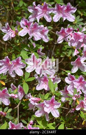 Pink azaleas, ericaceae, in bloom. USA Stock Photo - Alamy