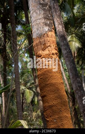 a diseased coconut tree Stock Photo - Alamy