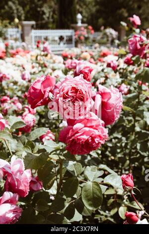 Blooming beautiful bunch of roses in spring garden Stock Photo - Alamy