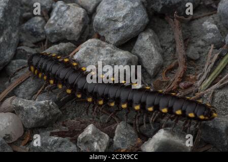 The cyanide millipede (Harpaphe haydeniana) from Northern California is ...