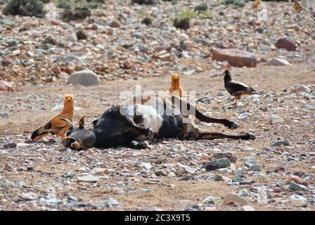 Cow on the Socotra Island, Yemen Stock Photo - Alamy