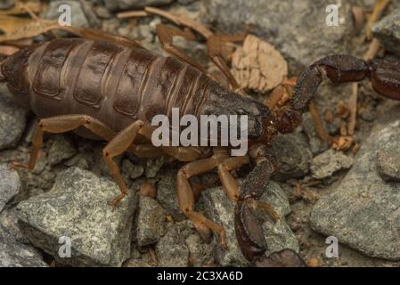 California Forest Scorpion (Uroctonus mordax) on tree bark showing ...
