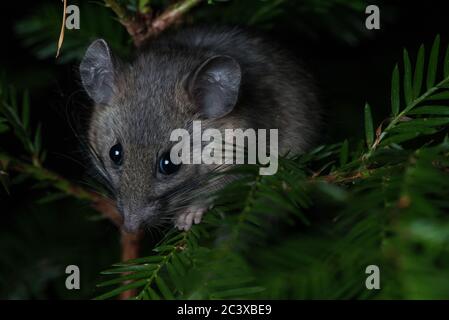 A dusky footed woodrat (Neotoma fuscipes) a large nocturnal rodent ...