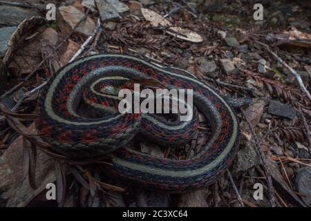 A california red sided gartersnake (Thamnophis sirtalis infernalis ...