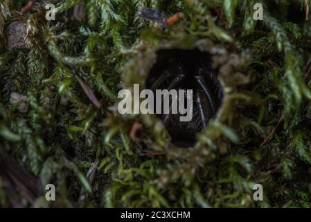 The turret of the California turret spider (Atypoides riversi) a type ...