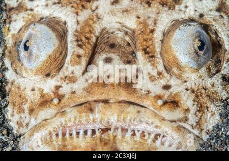 stargazer (Uranoscopidae) , Lembeh Strait, Sulawesi, Indonesia Stock ...