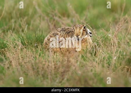 It is among the largest hare species and is adapted to temperate, open ...