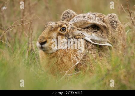 It is among the largest hare species and is adapted to temperate, open ...