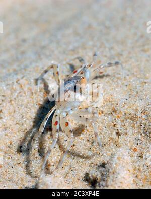 Sand Crab - Ocypode cursor , Mediterranean sea shoreline Stock Photo ...