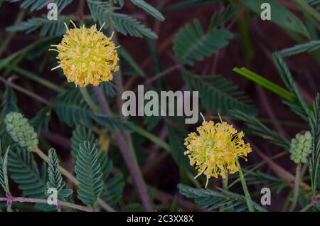 Yellow Puff (Neptunia lutea Stock Photo - Alamy