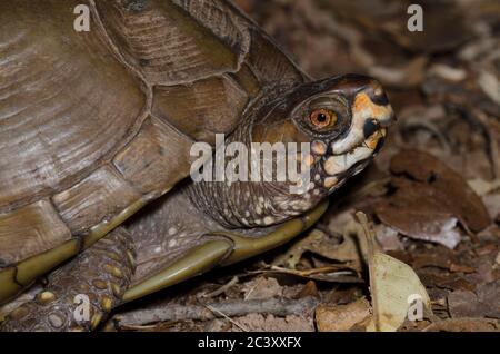 THREE-TOED BOX TURTLE (Terrapene carolina triunguis}. Positioned to ...