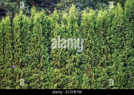 Green hedge of thuja trees. Green hedge of the tui tree. Nature Stock ...