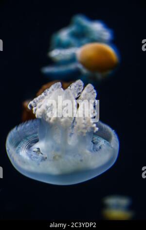 Beautiful aquatic animals dancing through the waters Stock Photo - Alamy