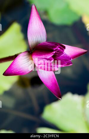 Violet color lotus flower closeup image Stock Photo - Alamy