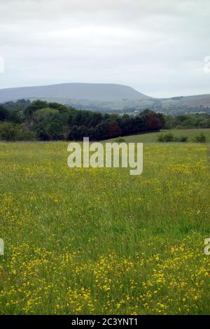 Buttercups & Wild Flowers with Pendle Hill and Foulridge Upper ...