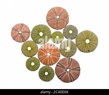 Colorful shell of Sea Urchin or Urchin is round and spiny with purple ...