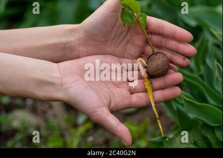 Walnut sprouted root and sprout through a crack. Planting a walnut tree ...