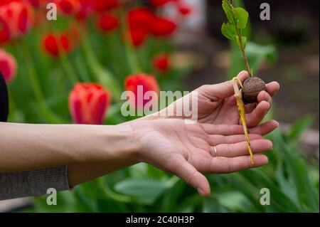 Walnut sprouted root and sprout through a crack. Planting a walnut tree ...