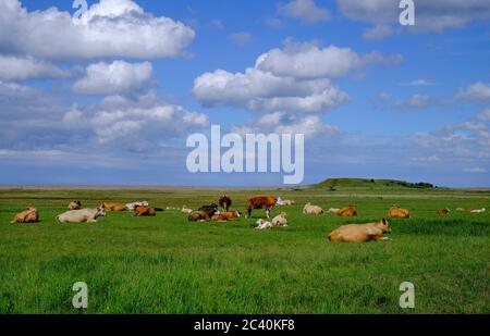 salthouse saltmarsh, north norfolk, england Stock Photo - Alamy