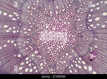 Cork Oak stem, section showing epidermis, cambium, cork, pith, phloem ...