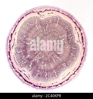 Cork Oak stem, section showing epidermis, cambium, cork, pith, phloem ...