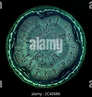 Cork Oak stem, section showing epidermis, cambium, cork, pith, phloem ...