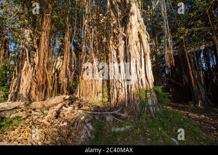 Banyan tree in Cap Malheureux, Mauritius. Amazing tree beautiful tree ...