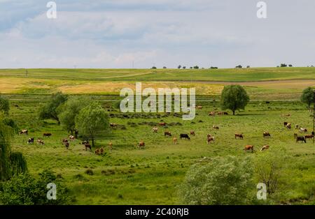 Panoramic shot of a group of cows in a field Stock Photo - Alamy