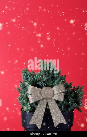 Juniper fir Christmas tree abstract concept shape with red star ...