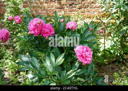 Paeonia Princess Margaret. Double pink peony flower. Paeonia lactiflora ...