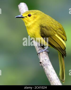 The yellow-browed bulbul, or golden-browed bulbul, is a species of ...